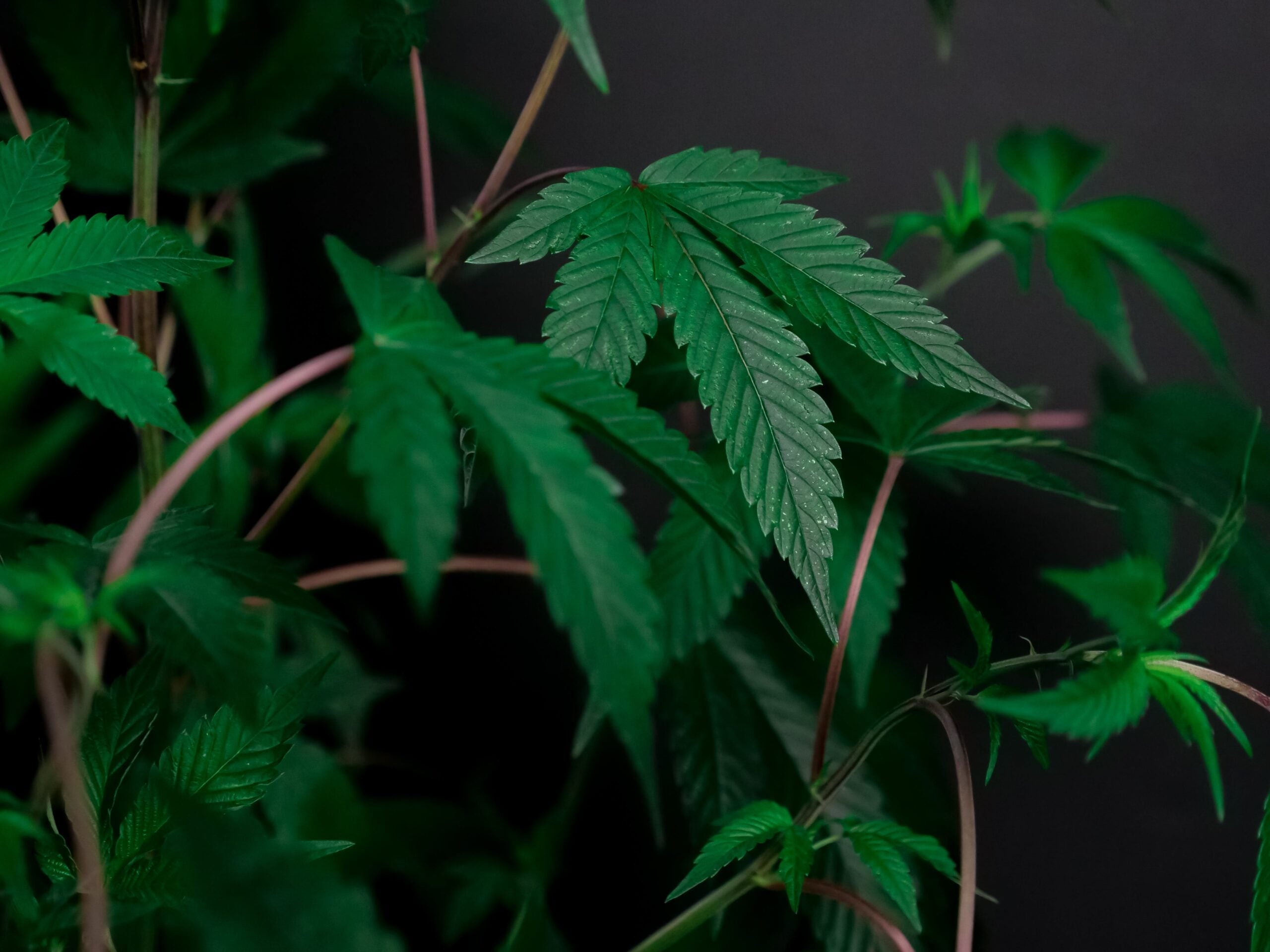 Exploring the Meaning of "What Does 420 Friendly Mean" – doze cbd